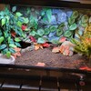 Aquarium / Terrarium Background / Colorful Plants - Etsy