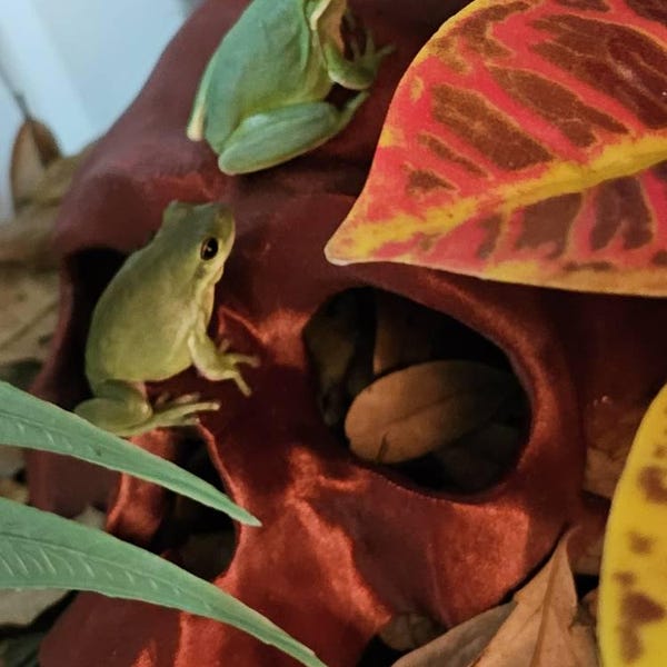 High Detail Human Skull Container - Goth Storage Solution - Skull Box ...