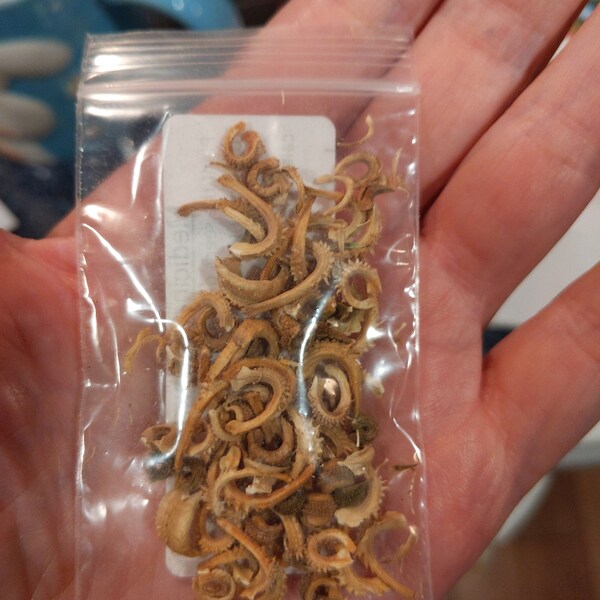 Mountain Princess Tomato Seeds Red Tomatoes, Heirloom Tomatoes, Organic ...