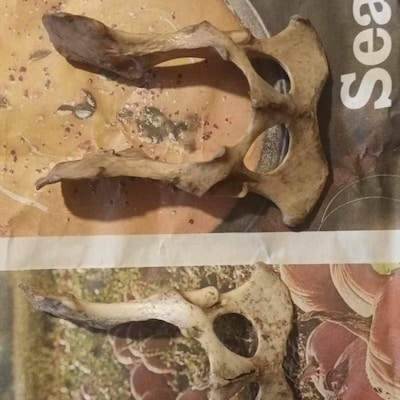 A Pair of English Wild Red Fox Bones - Etsy