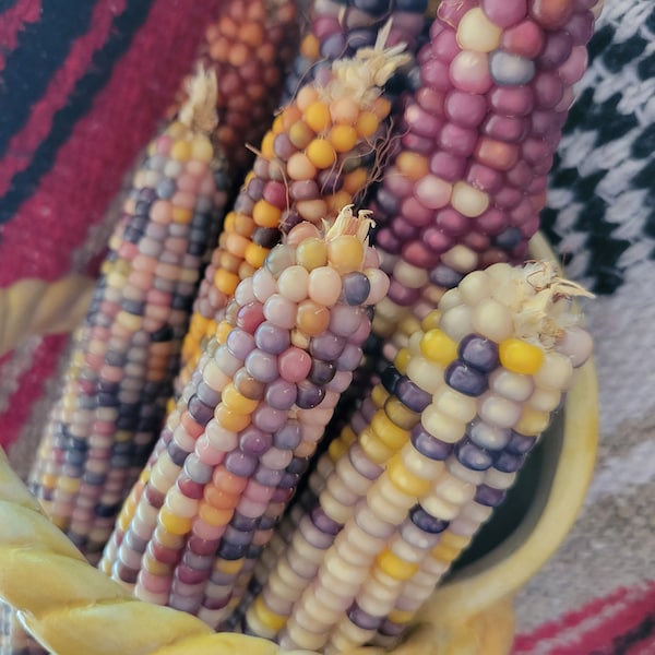 Mini Indian Corn, 5" to 6" Length, 10, 15, 30 and 40 Count, FREE ...