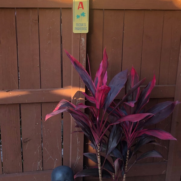 Aloha Palm Trees Vertical Sign, Custom Family Name Welcome Place Ocean ...