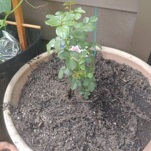 Fiji Rose Plant Potted Kordes Eleganza® Rose Hot Cherry Pink | Etsy