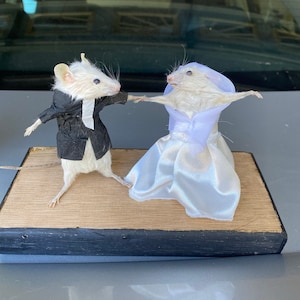 Taxidermy Rat Rasta Taxidermy Anthropomorphic Rat Curiosity - Etsy