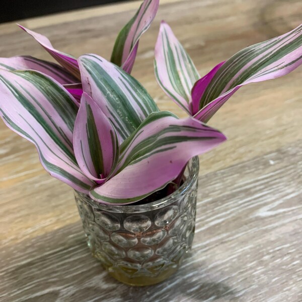 6” ZZ Plant, Zamioculcas Zamiifolia, Zee Zee Plant, Aroid Palm ...