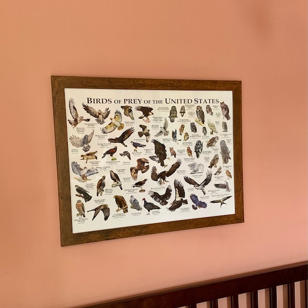 Birds of Prey of the United States Poster/field Guide - SIGNED BY ...
