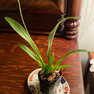 Dendrobium Red Dragon Comes in 4 Pot Blooming Size - Etsy
