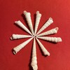 Medium Hebrew Cone Seashells Conus Ebraeus 5 Shells Approx. 1 Inches ...
