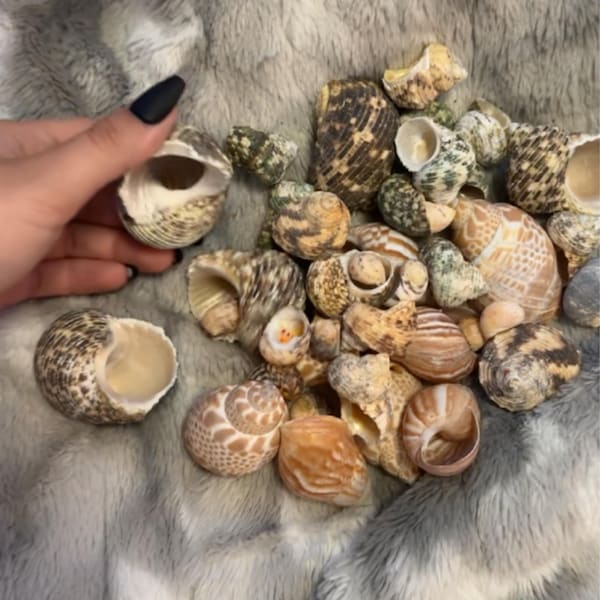 Giant Japanese Fairy Snail Shell (achatina Fulica) - Etsy