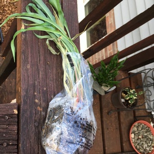 Hosta 'afterglow' 3 Pot Size Starter Plant - Etsy