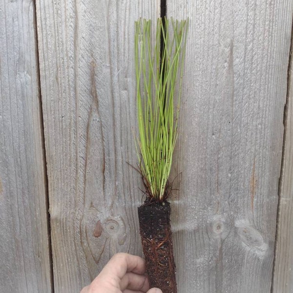 10 Longleaf Pine Seedlings - Etsy