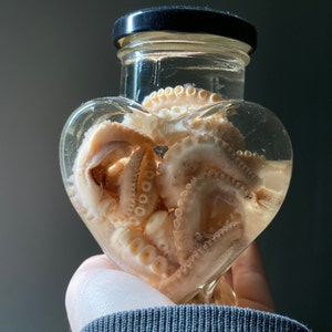 Octopus Wet Specimen in Glass Heart Jar, Bubblegum Range Stained ...