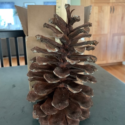 8-9 Jumbo Pine Cone, Large Pine Cone, Jumbo Pinecone, Large Pinecone ...