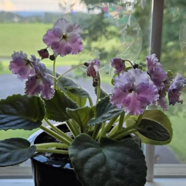 Vat Star Race African Violet Live Plant, Young Starter in a 4" Pot ...