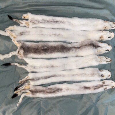 Here I Have 4 Each of the Coyote Leg Bones Great for Crafts - Etsy
