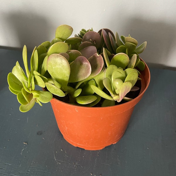 Weeping Jade, Trailing Jade, Variegated Succulent, Home Decor Plant ...