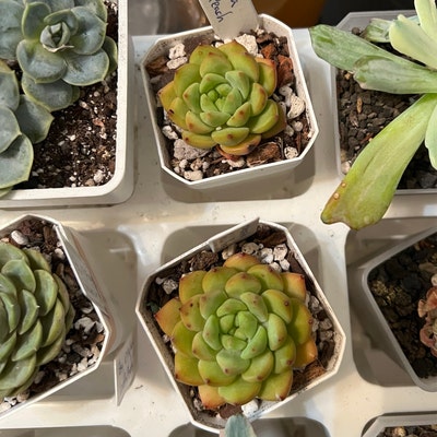 Lithops Aucampiae 'jackson's Jade' C395 10 Seeds - Etsy