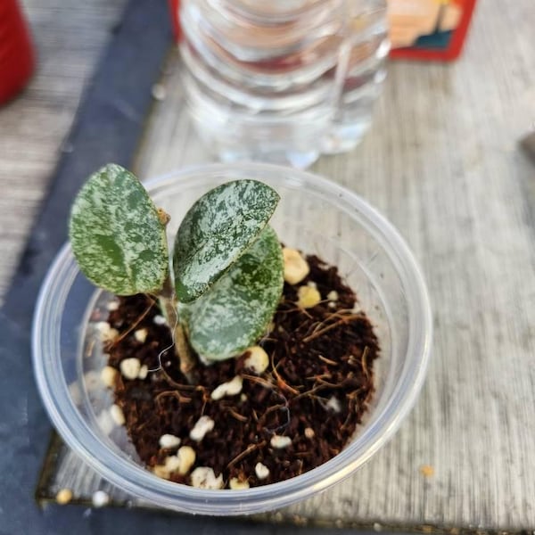 Variegated Maranta Prayer Plants, Beauty Kim Variegated, High ...