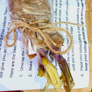 3 Merritt Tree Collard Cuttings - Etsy