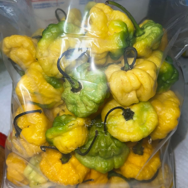 Whole Fresh Scotch Bonnet Peppers. Fresh Pods of Genuine Scotch Bonnets ...