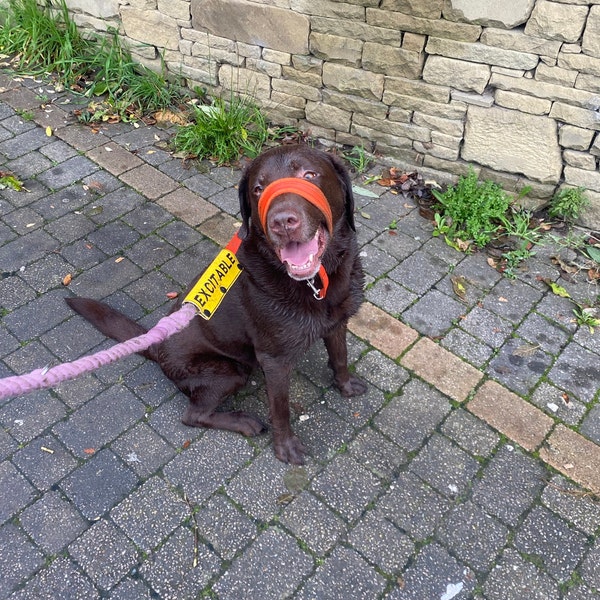 Dog Lead Sleeve Wrap Warning Lead Wrap, Space Needed, Nervous Dog ...