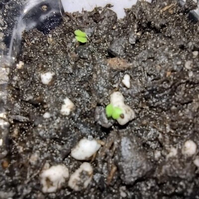 40 Sugar Baby Watermelon Seeds Citrullus Lanatus CI4040 - Etsy