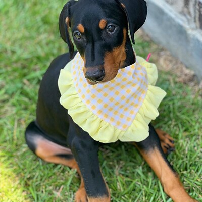 Tuxedo Dog Bandana Seersucker Pink and Blue Dog Bandana With - Etsy