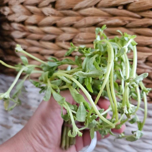 New Color IRADA Unrooted Cuttings Portulaca Grandiflora - Etsy