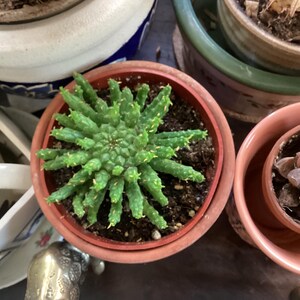 4 Juncus Spiral corkscrew Reed - Etsy