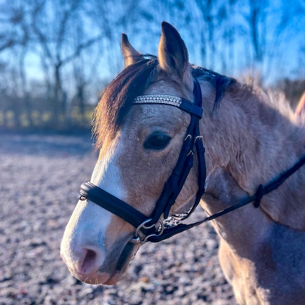 Anatomical Working Hunter Leather Bridle Cavesson Padded Cutaway ...