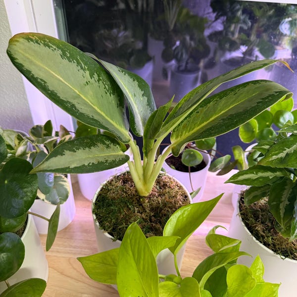 Neoregelia Red Waif Dwarf Bromeliad Cut Offset - Etsy