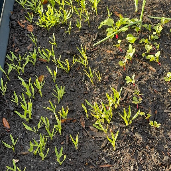 Sorrel Seeds - Rumex Acetosa - Large Leaf - Rau Chua - Etsy