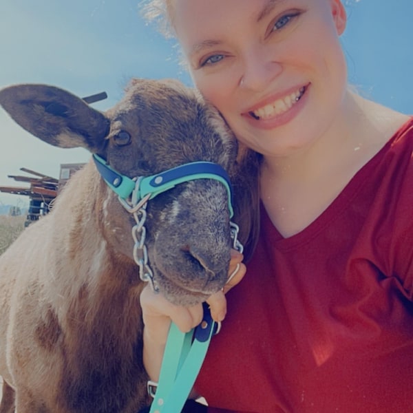 LAMB HALTER | "duo" | Stock Show | Show Lamb | - Etsy