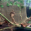 Reptile Climbable Wall Climbing Wall for Reptiles Reptile Climbable ...