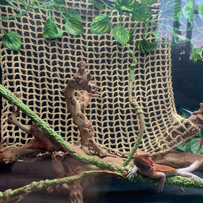 Reptile Climbable Wall Climbing Wall for Reptiles Reptile Climbable ...