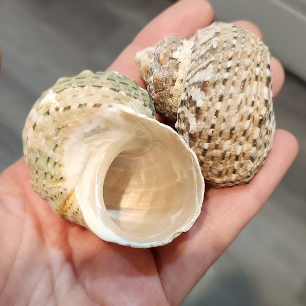 Nessastores Mexican Deep Sea Shell Beach Craft Scallop 2 1/2 3 20 PCS ...
