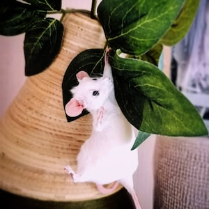 Hanging Mouse - Etsy UK