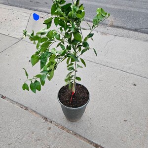 Thornless Mexican Key Lime Tree 26-30 Tall Gallon Pot Live Plant Citrus ...