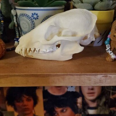 Real Spider Insect Specimen, Spider Specimen With Frame, Gem Spider ...