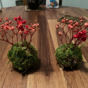 Mini Moss Wall Art in Miniature Embroidery Hoop Long Lasting Eco Gift ...