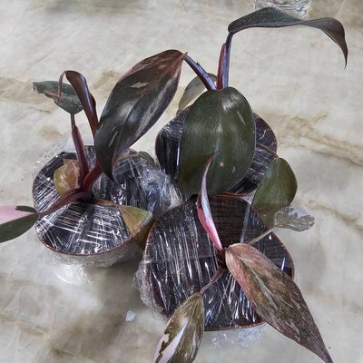 Bonsai Figurine, Fisherman, Mudmen, Handmade, Statue, Mini Home Decor ...