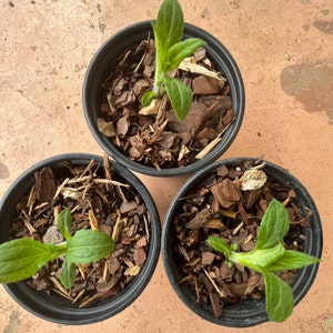 Mini Pumpkin Tree on a Stick / Ornamental Eggplant/ NON GMO | Etsy