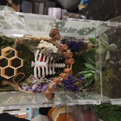 3D Printed Ribcage Jumping Spider Hide Multi-color Print No Painting ...