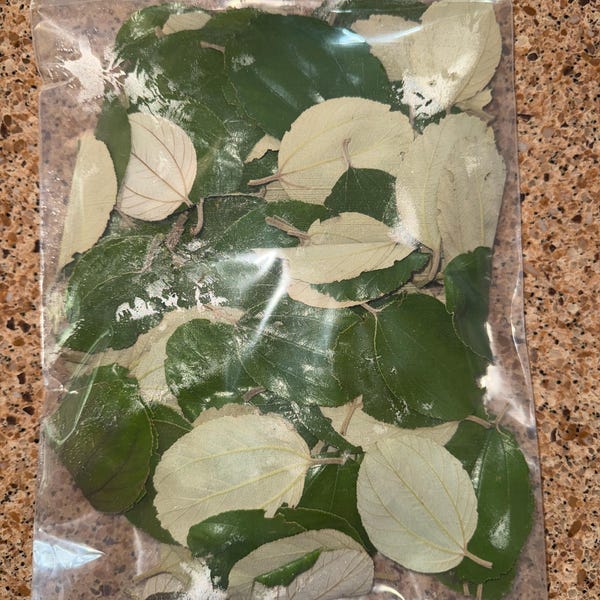Jujube Leaves Fresh Green Organic Indian Sour Jujube Leaves Fresh 1 Oz ...