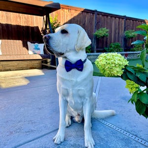 Denim Dog Bow - Etsy