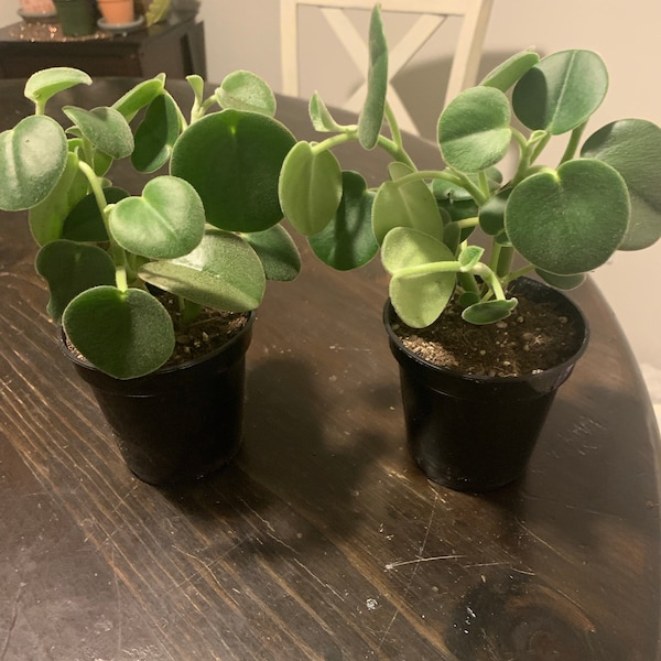 Peperomia Incana ~ Felted Pepperface ~ 3" Pot ~ Grower's Choice - Etsy