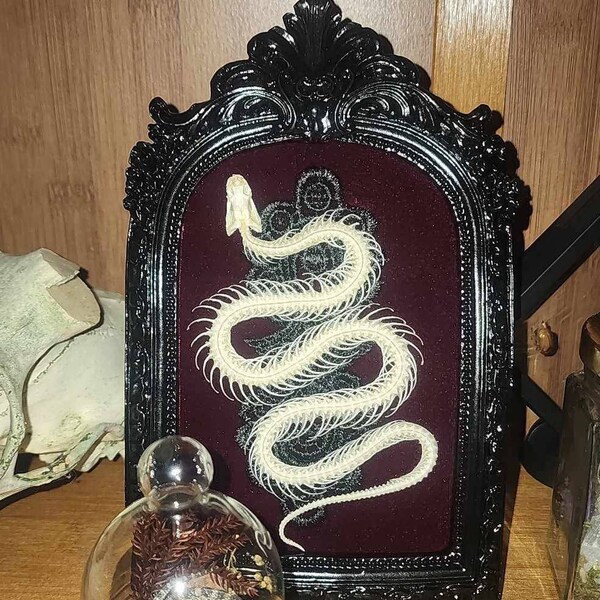 Snake Skeleton Framed, Black & Burgundy real Snake Skeleton Framed ...