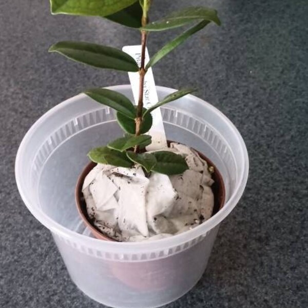 Pitangatuba Star Cherry, Eugenia Selloi, Rooted Plant Shipped in 3" Pot ...