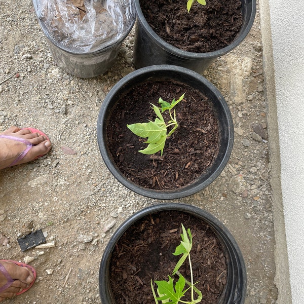 Tromboncino Rampicante Huge Italian Heirloom Zucchini Squash Vegetable ...