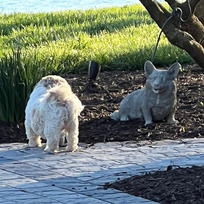 Realistic Corgi Dog Figurine Massive Corgi Statue Cute Corgi Puppy ...
